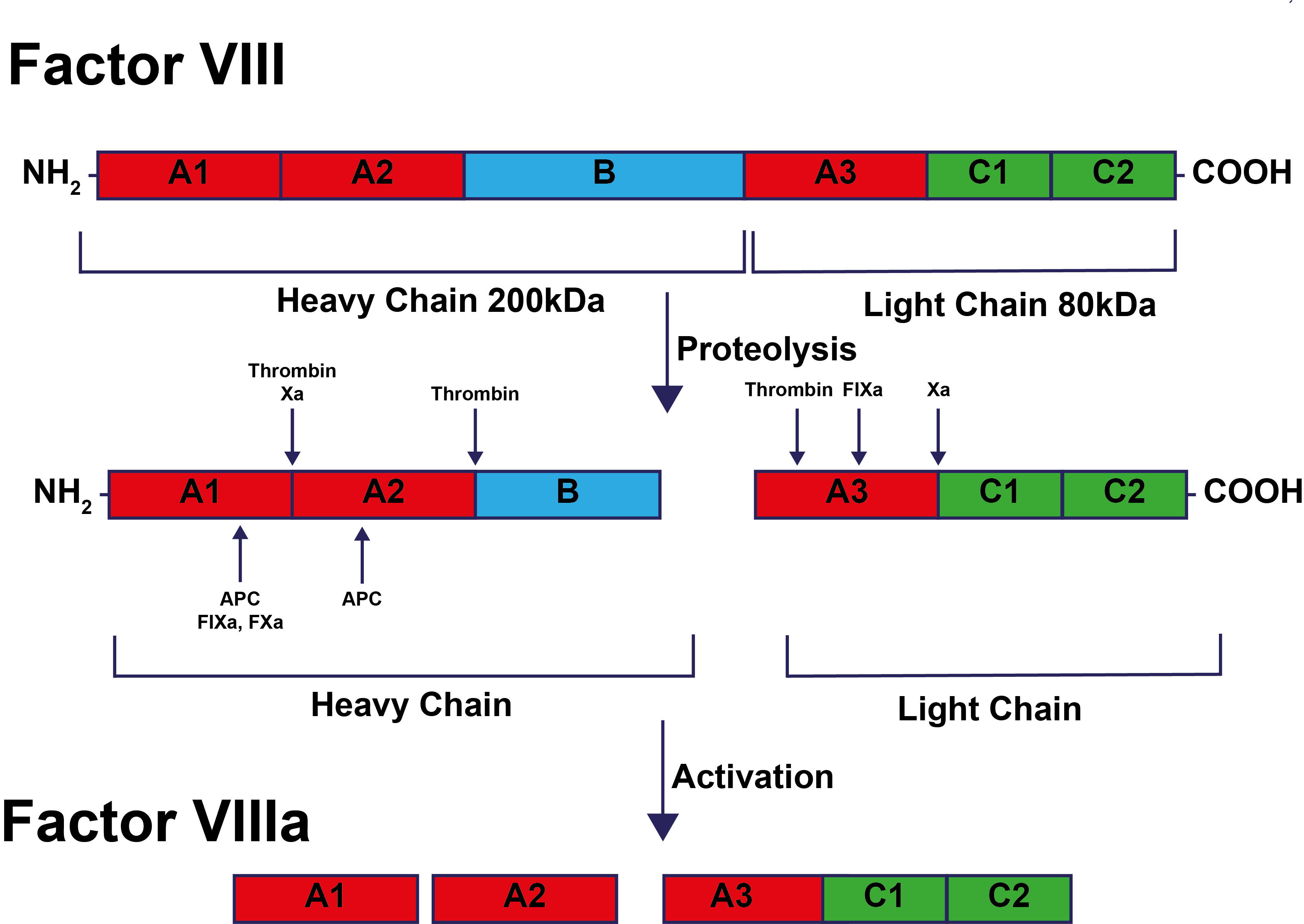 2-Stage Factor VIII Assays