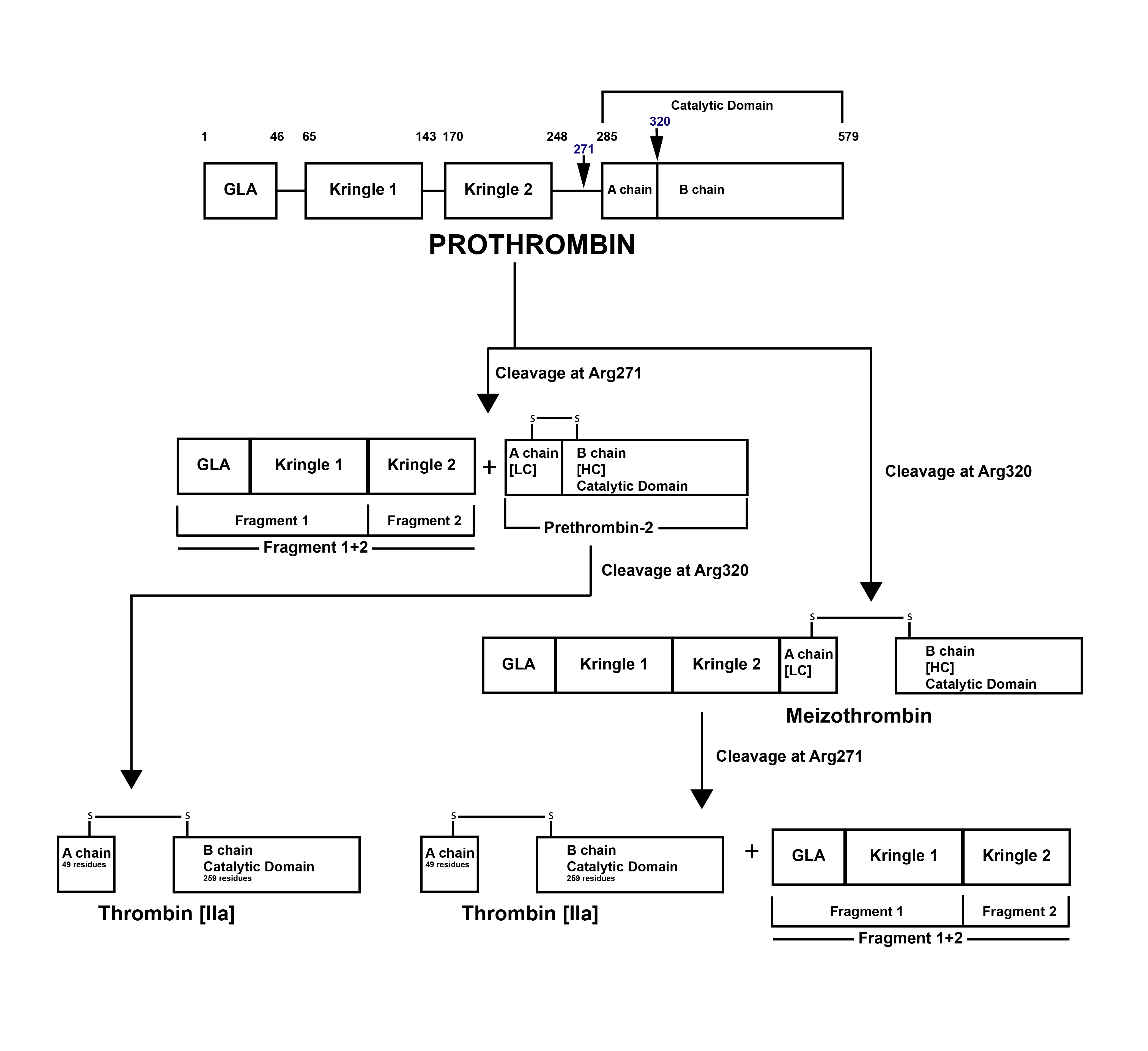 Screening Tests in Haemostasis: The Thrombin Time